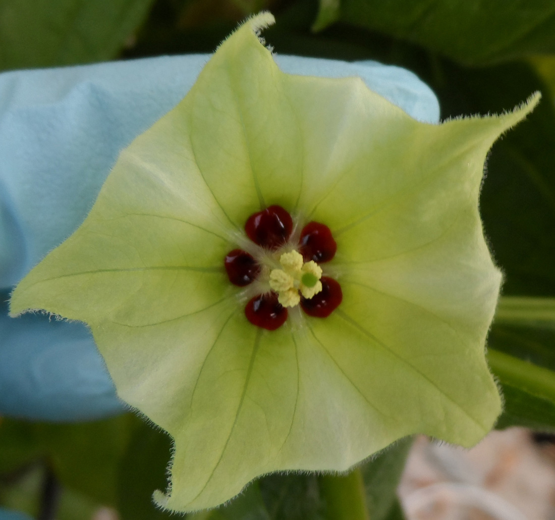 Jaltomata dendroidea