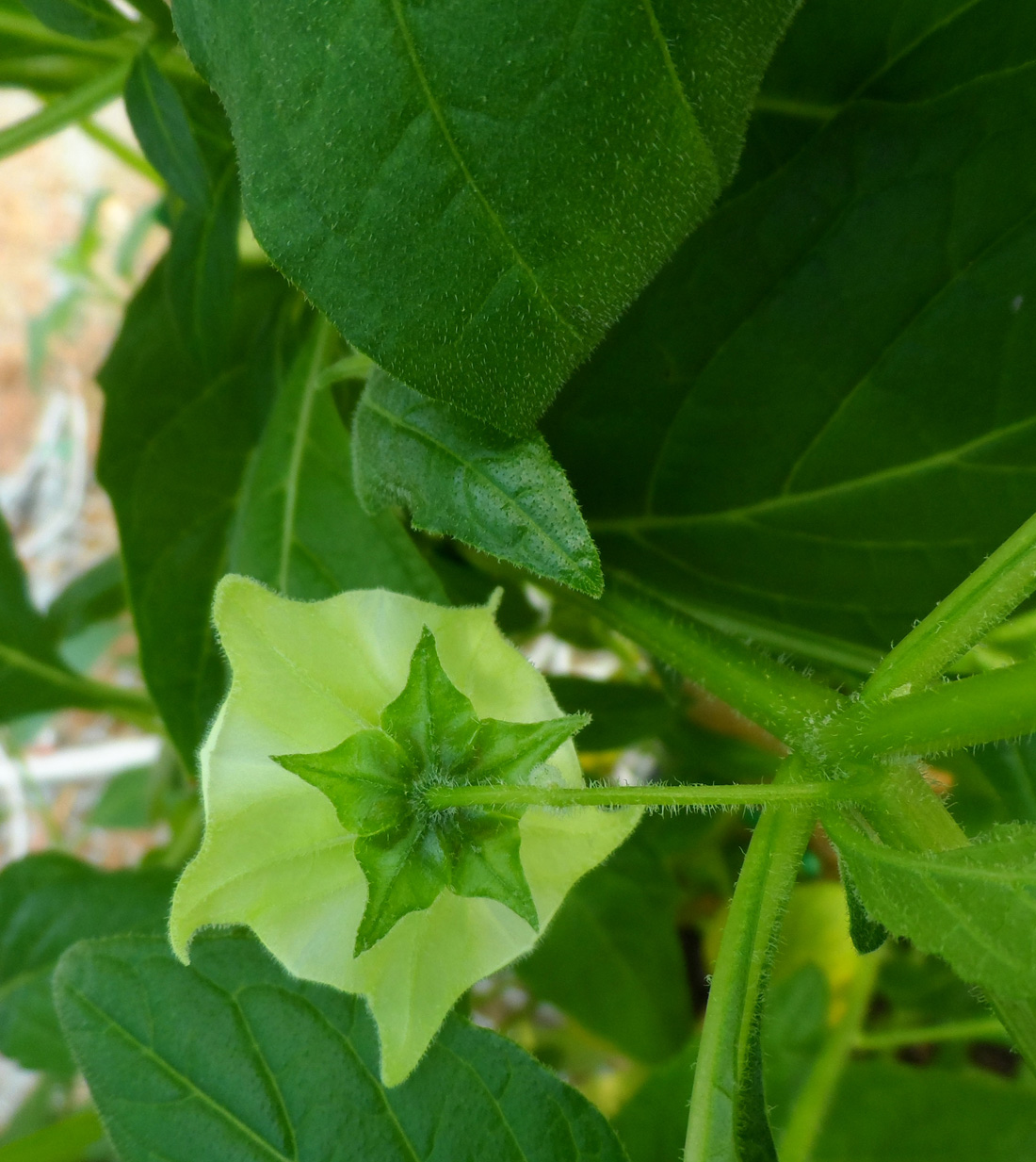 Jaltomata dendroidea