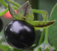 Mesoamerican Jaltomata