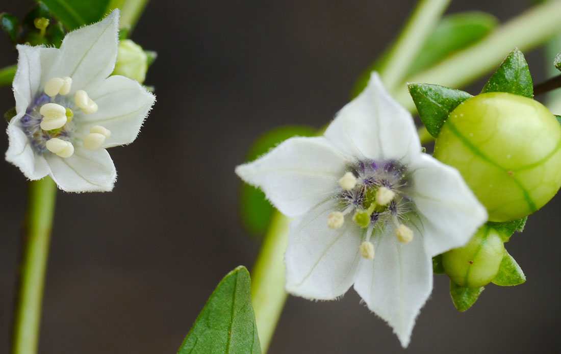 Jaltomata salpoensis