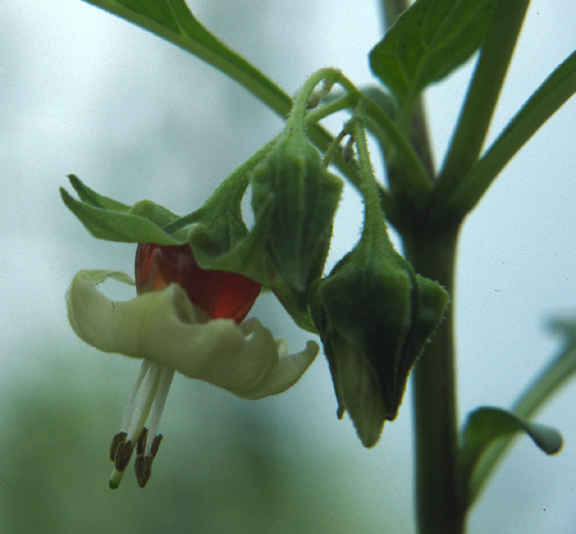 ventricosa