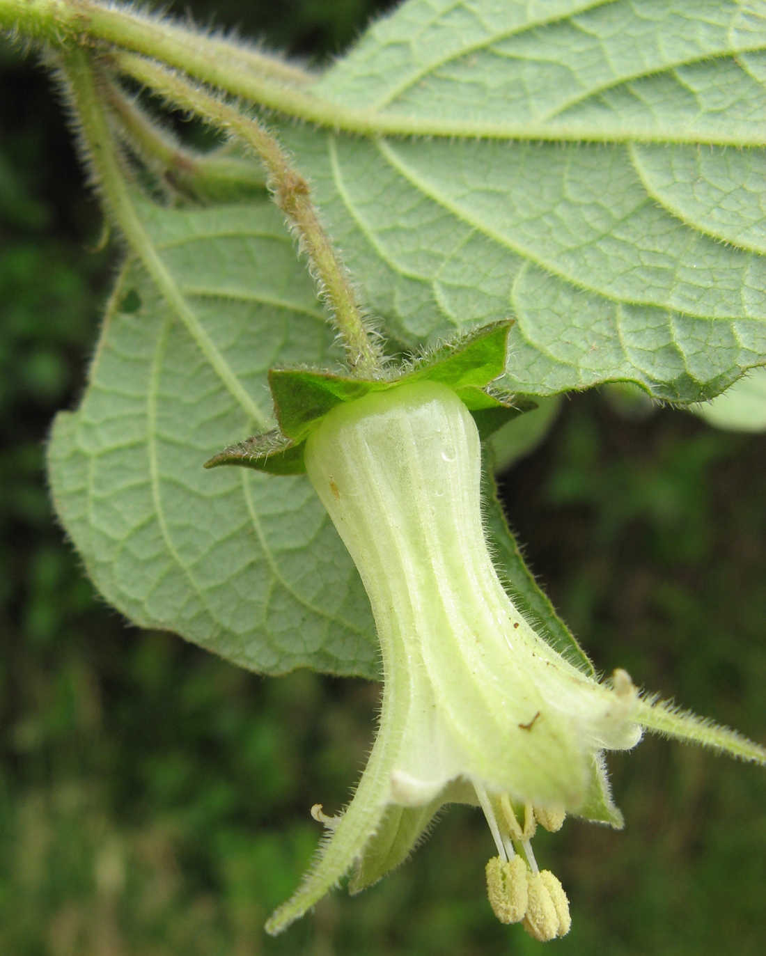 Jaltomata viridiflora